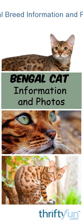 Bengal Breed Information and Photos | ThriftyFun