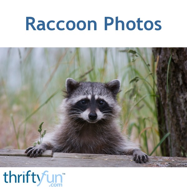 Raccoon Photos | ThriftyFun