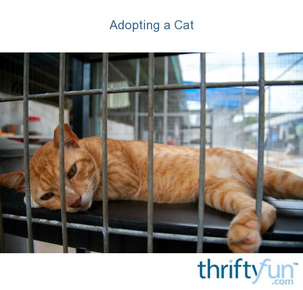 Adopting a Cat | ThriftyFun