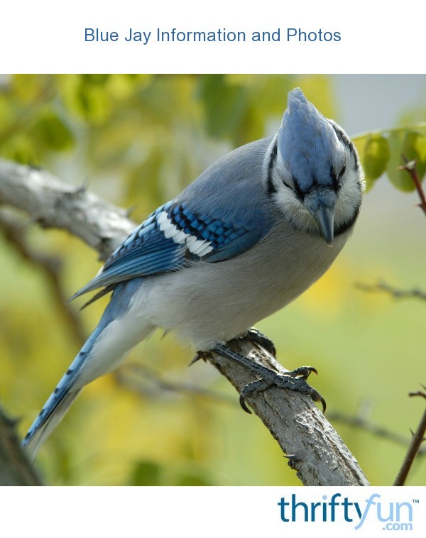 Blue Jay Information and Photos | ThriftyFun