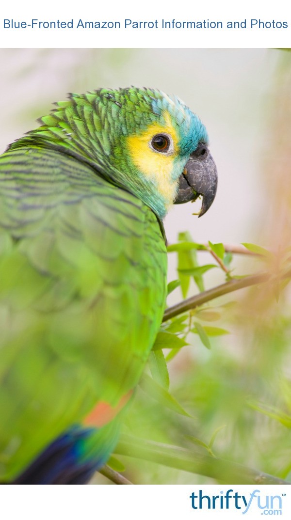 Blue-Fronted Amazon Parrot Information and Photos | ThriftyFun