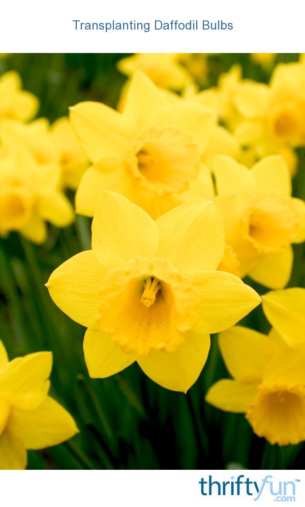Transplanting Daffodil Bulbs? | ThriftyFun