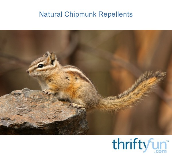 Natural Chipmunk Repellents? | ThriftyFun