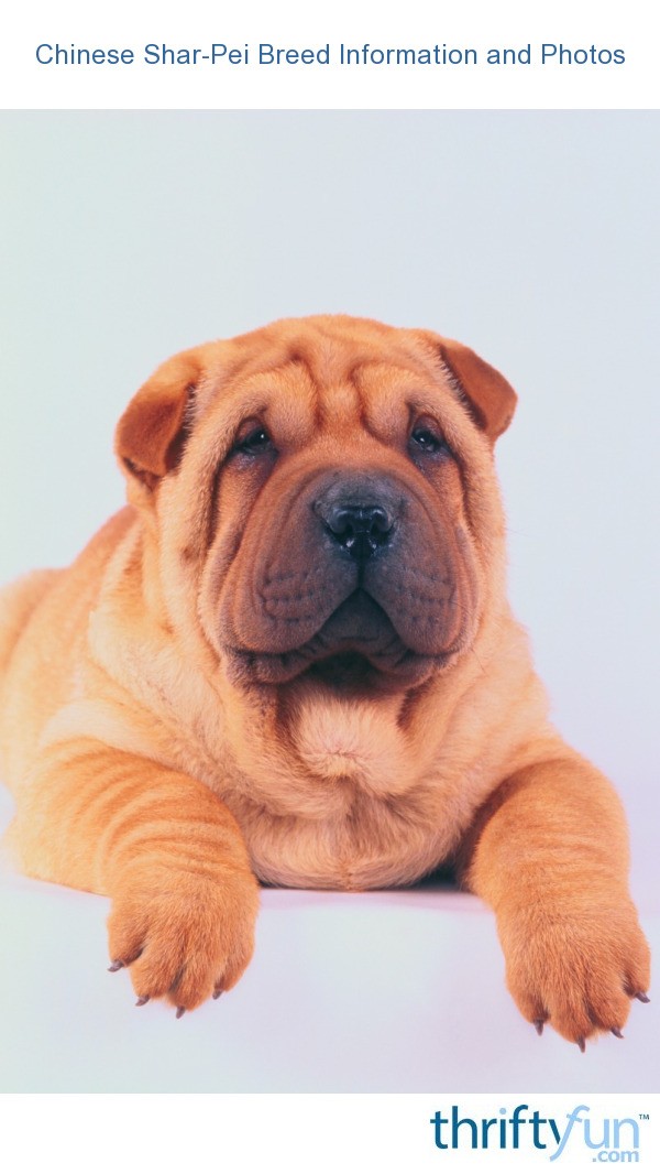 Chinese Shar Pei Breed Information and Photos | ThriftyFun