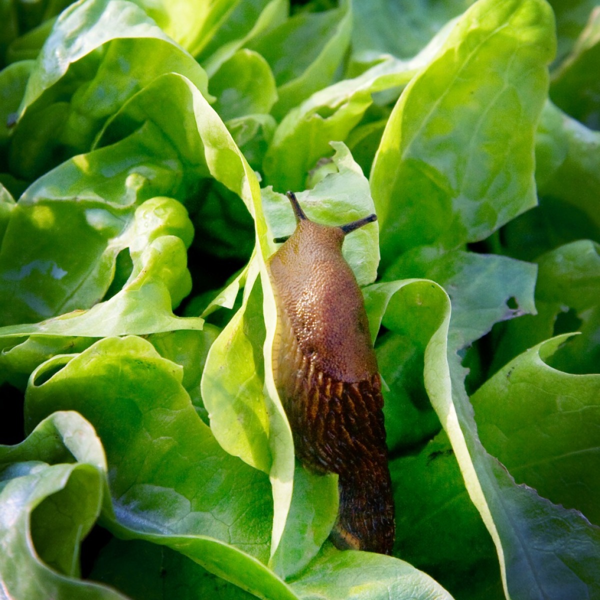 Getting Rid of Slugs | ThriftyFun