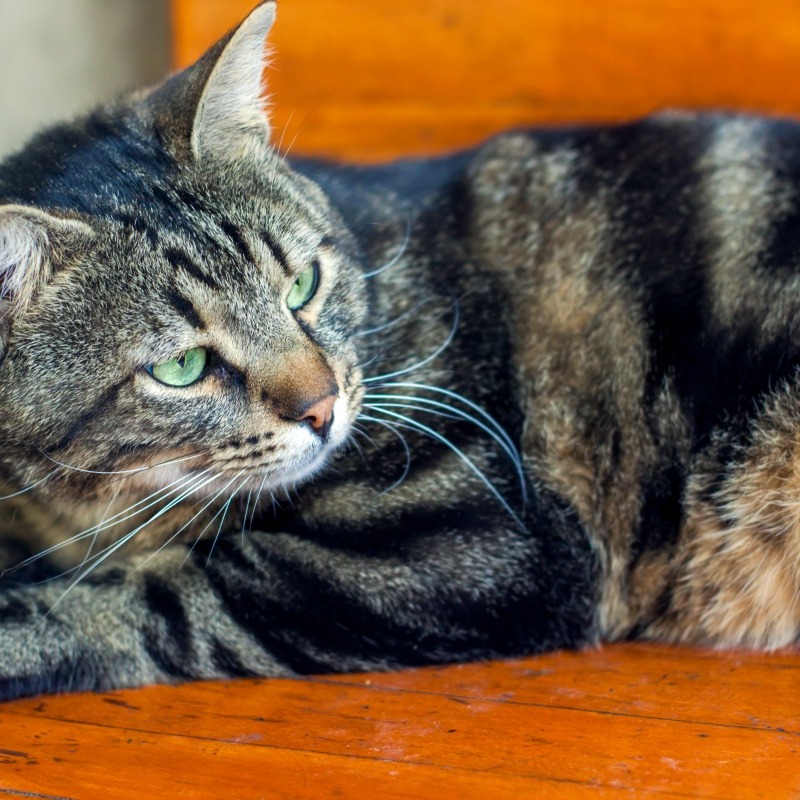 Tabby Breed Information and Photos | ThriftyFun