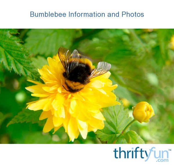 Bumblebee Information and Photos | ThriftyFun
