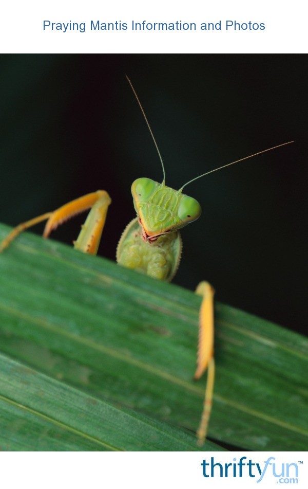 Praying Mantis Information and Photos | ThriftyFun