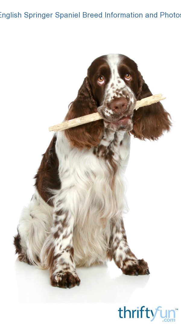 English Springer Spaniel Breed Information and Photos | ThriftyFun