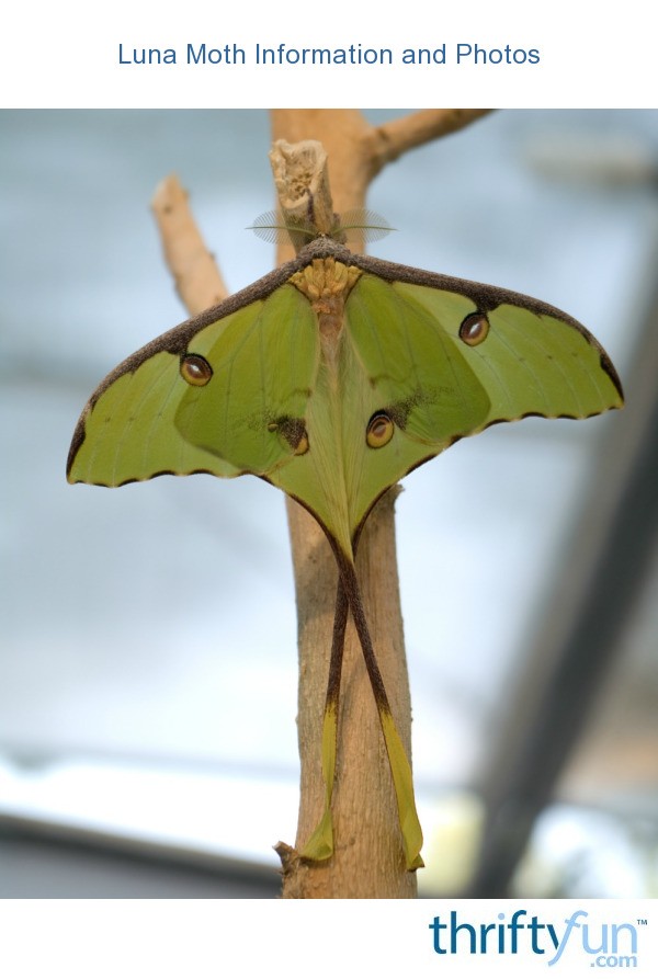 Luna Moth Information and Photos | ThriftyFun