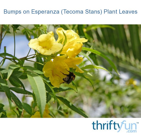 Bumps on Esperanza (Tecoma stans) Plant Leaves? | ThriftyFun
