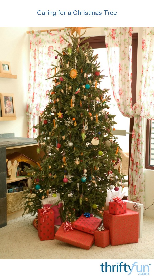Caring for a Christmas Tree | My Frugal Christmas