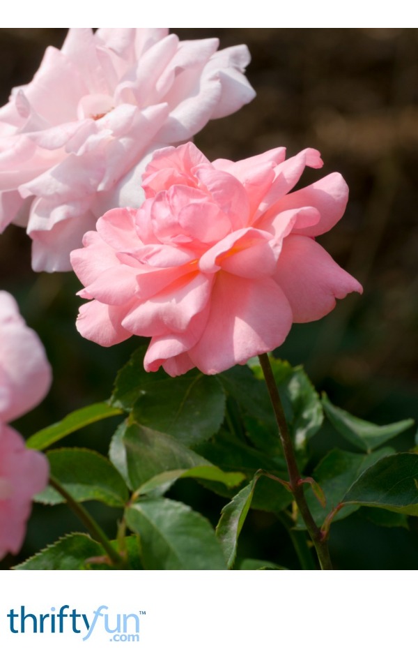 Photos of Roses | ThriftyFun