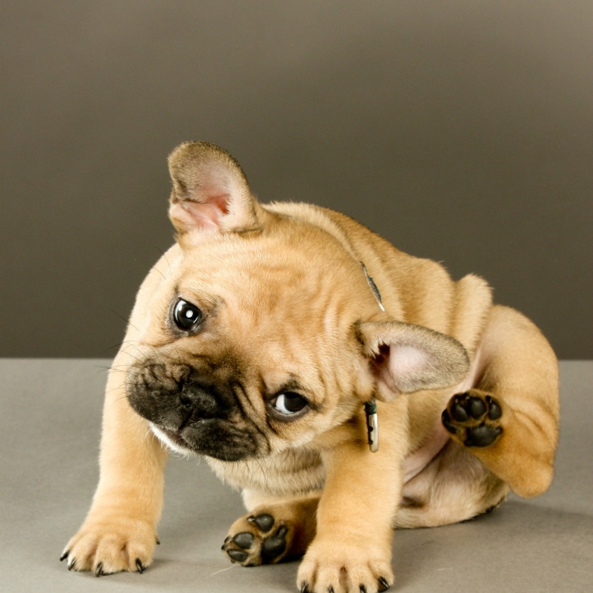Remedies for a Dog With Itchy Ears? | ThriftyFun