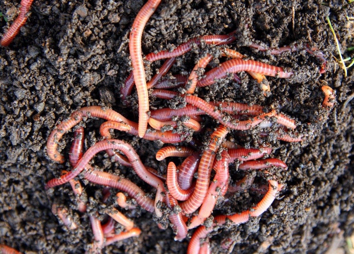 Earthworms In Your Garden ThriftyFun