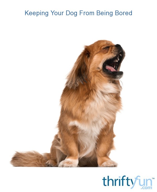 Keeping Your Dog From Being Bored? | ThriftyFun