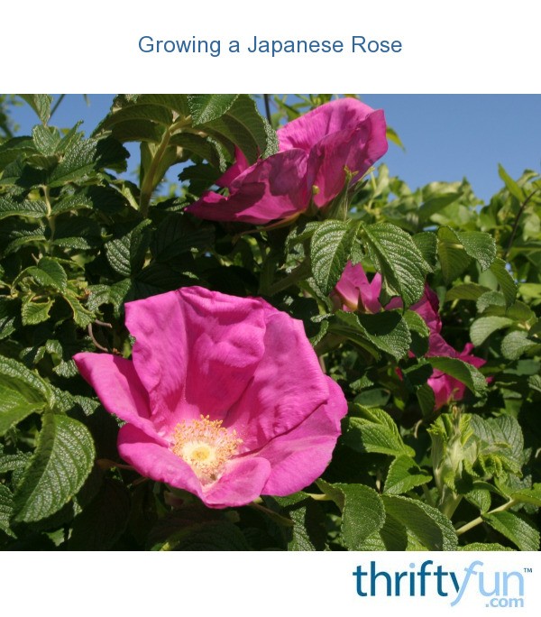 Growing a Japanese Rose? | ThriftyFun