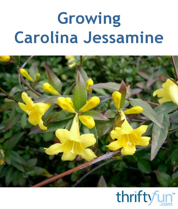 Growing Carolina Jessamine? | ThriftyFun