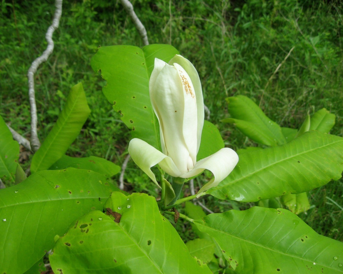 Growing an Umbrella Tree (Magnolia tripetala)? | ThriftyFun