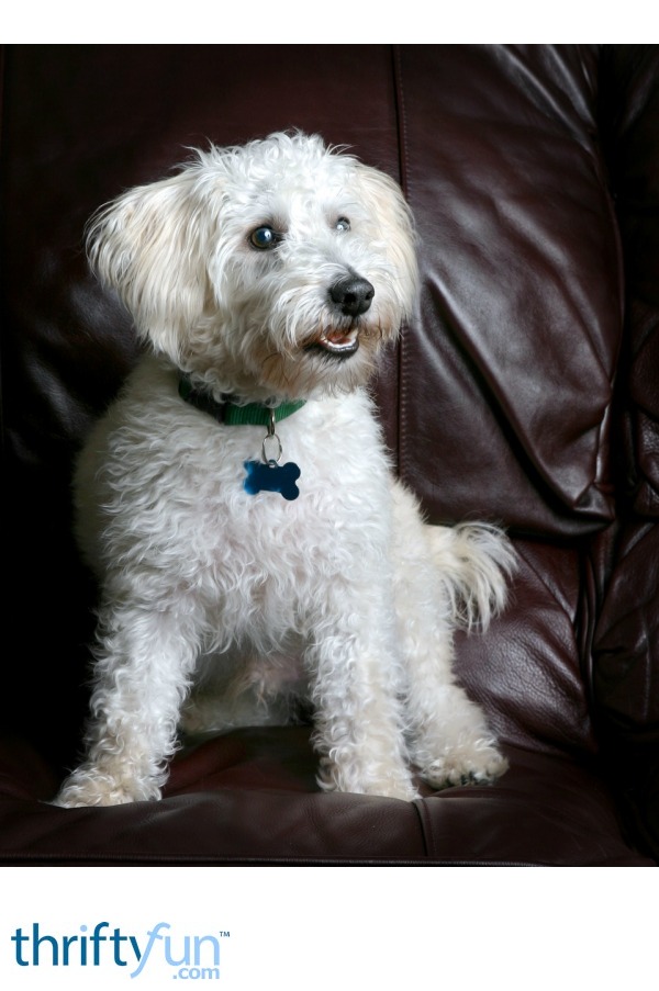 Mixed Breed Dog Photos and Information | ThriftyFun