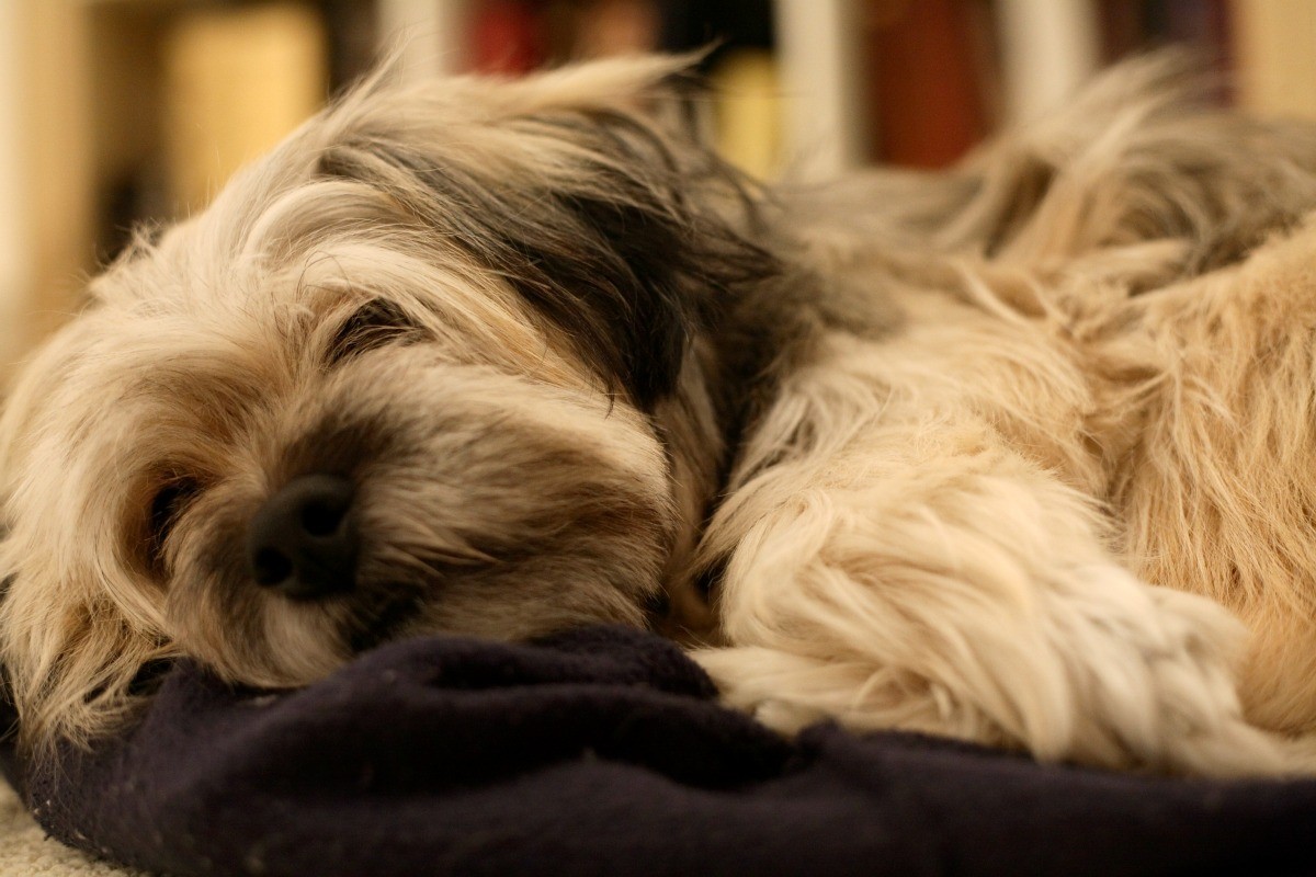 Lhasa Apso Mix Photos | ThriftyFun