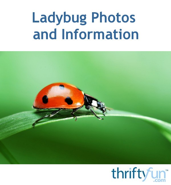 Ladybug Photos and Information | ThriftyFun
