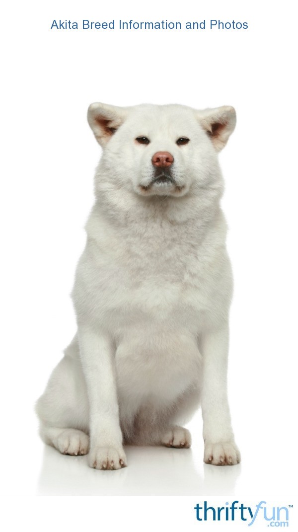 Akita Breed Information and Photos | ThriftyFun