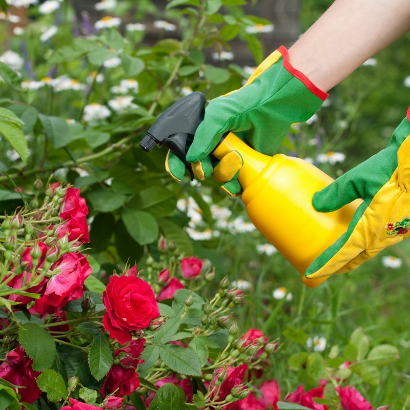 Treating Roses With Witch's Broom Disease | ThriftyFun