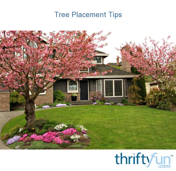 Tree Placement Tips | ThriftyFun