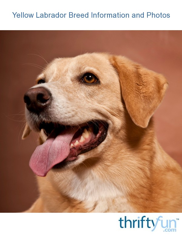 Yellow Labrador Breed Information and Photos | ThriftyFun