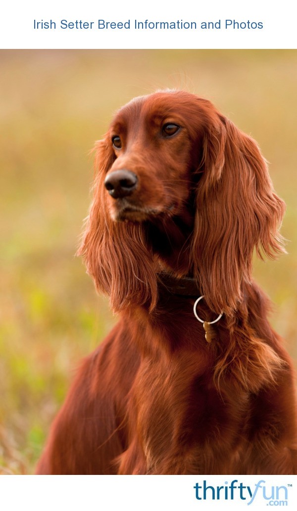 Irish Setter Breed Information and Photos | ThriftyFun