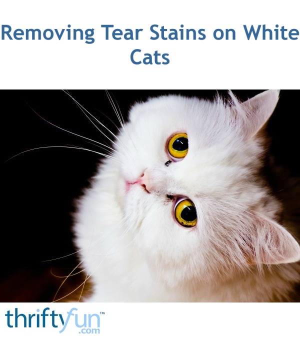 Removing Tear Stains on White Cats? | ThriftyFun Removing Tear Stains on White Cats? | ThriftyFun