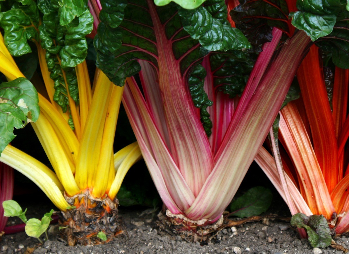 Growing Swiss Chard | ThriftyFun