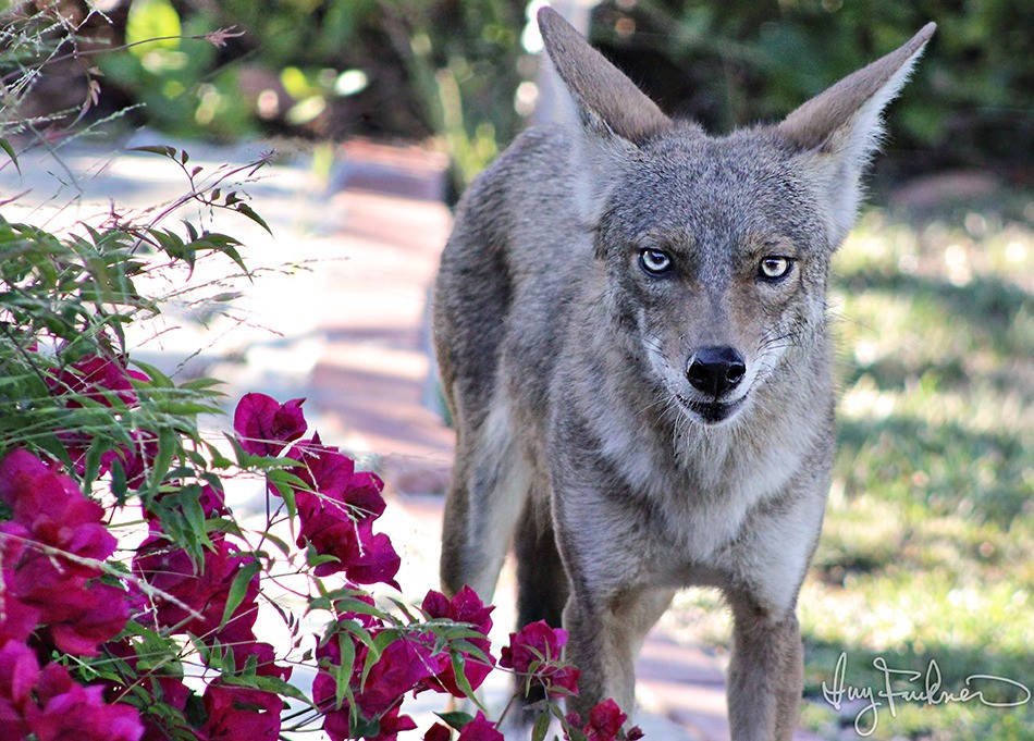 Wild Friends (Coyote) | ThriftyFun