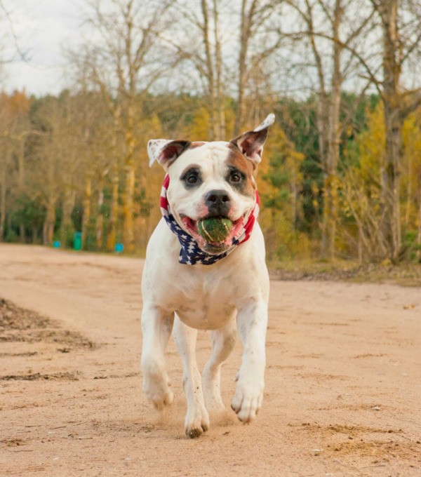 Remedies For Hyperactive Dogs ThriftyFun Remedies For Hyperactive Dogs ThriftyFun