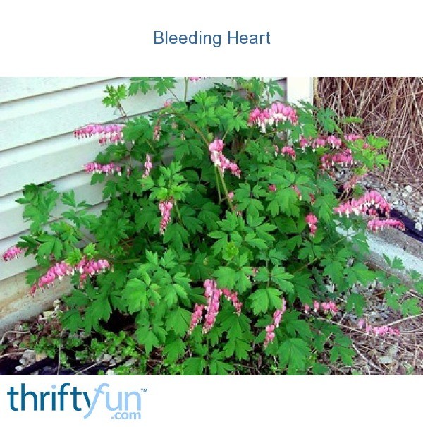 Bleeding Heart | ThriftyFun