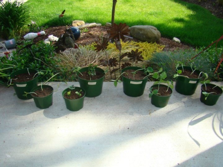 Planting Seeds With Your Kids | ThriftyFun