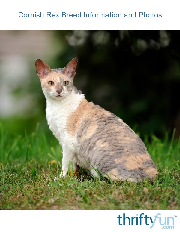 Cornish Rex Breed Information and Photos | ThriftyFun