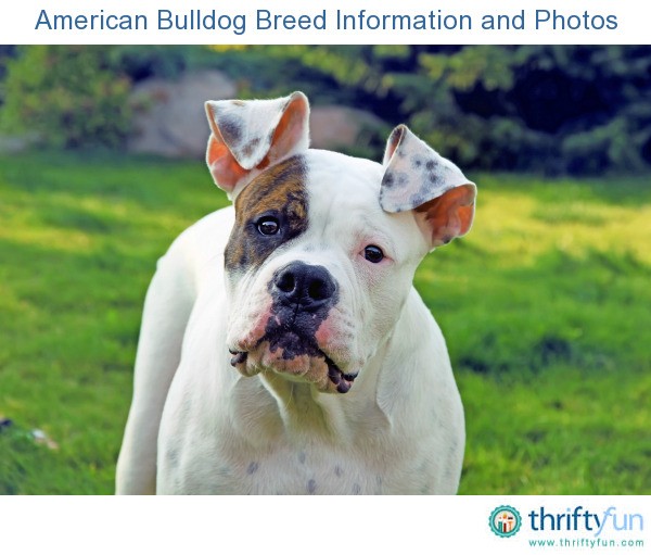 American Bulldog Breed Information and Photos | ThriftyFun