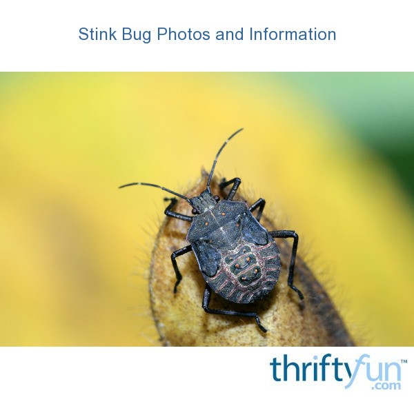 Stink Bug Photos and Information | ThriftyFun