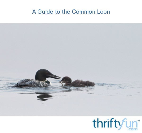 A Guide to the Common Loon | ThriftyFun