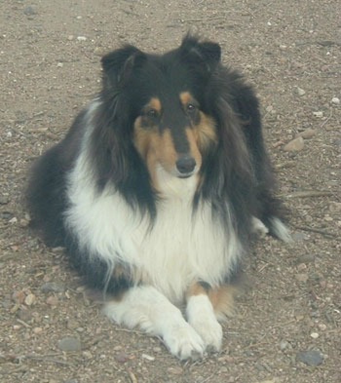 Casper (Tri-color Collie) | ThriftyFun