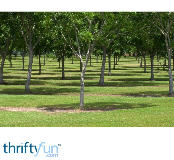 Straightening a Leaning Tree? | ThriftyFun