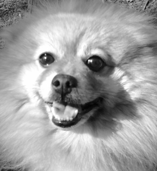Pomeranian Breed Information and Photos | ThriftyFun
