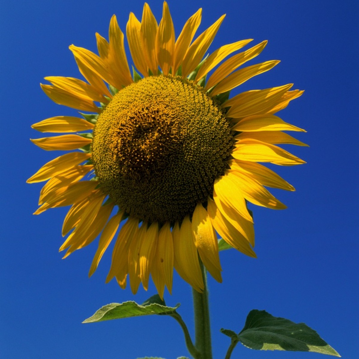 Sunflower Photos | ThriftyFun