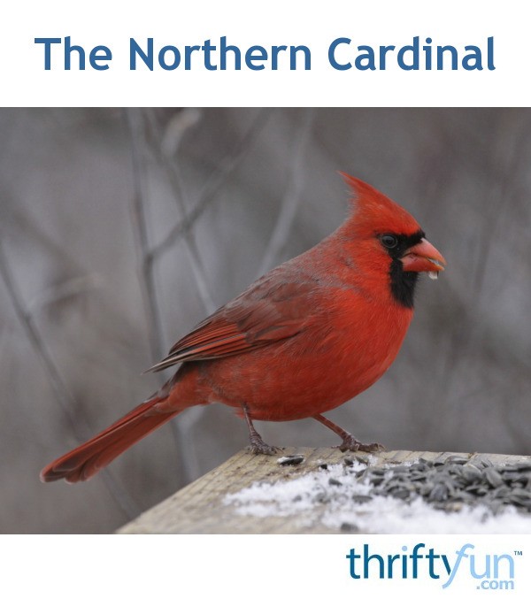 The Northern Cardinal | ThriftyFun