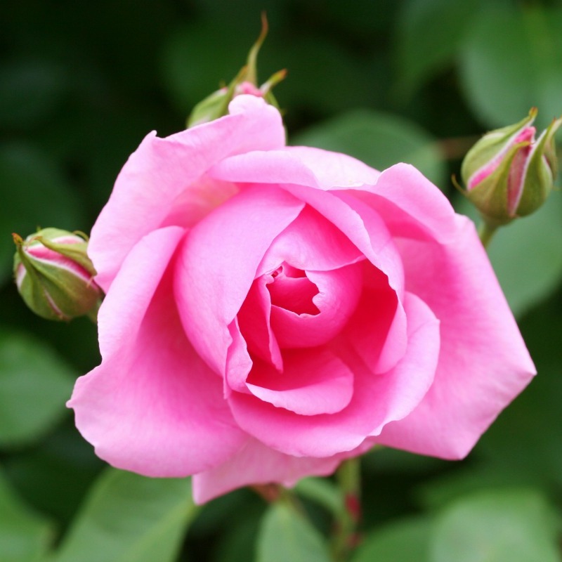 Pink Rose Photos | ThriftyFun
