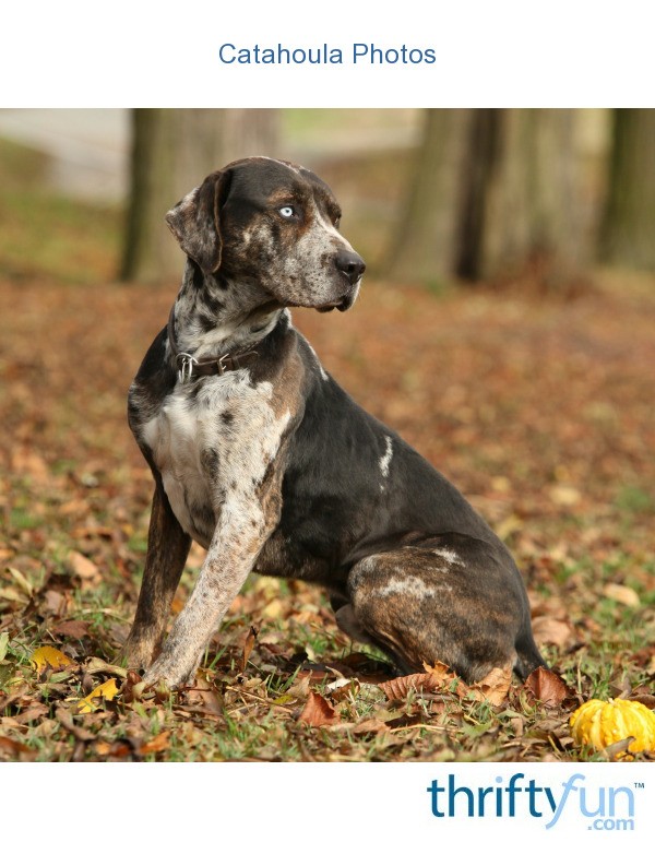 Catahoula Photos | ThriftyFun