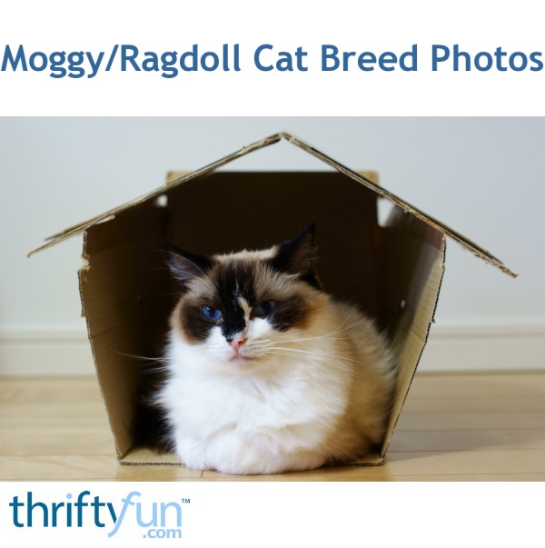 Moggy/Ragdoll Cat Photos | ThriftyFun