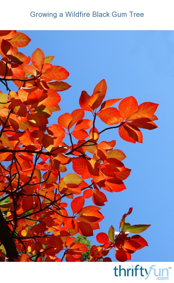 Growing a Wildfire Black Gum Tree? | ThriftyFun